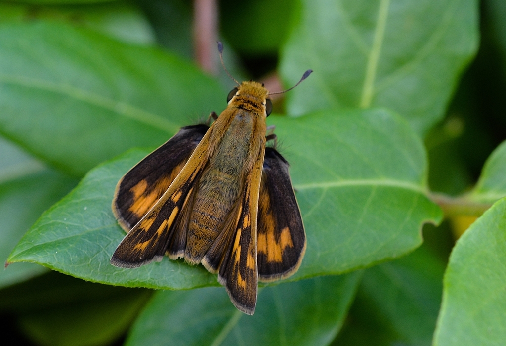 Vinius letis (Panamã Guaçu I) · iNaturalist