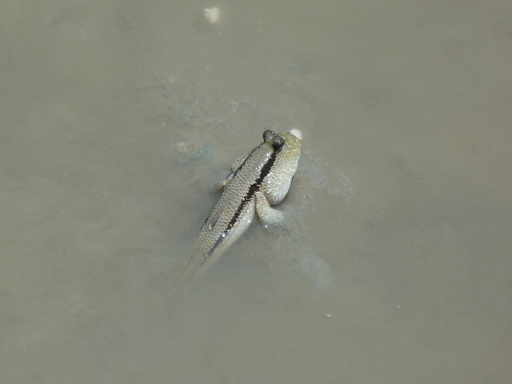 Giant Mudskipper (Periophthalmodon schlosseri) - Marine Life Identification
