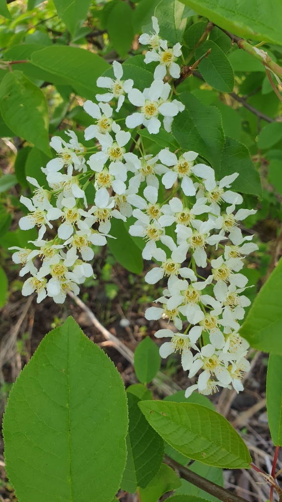 bird cherry from Chorzów Stary, Chorzów, Polska on May 10, 2021 at 06: ...