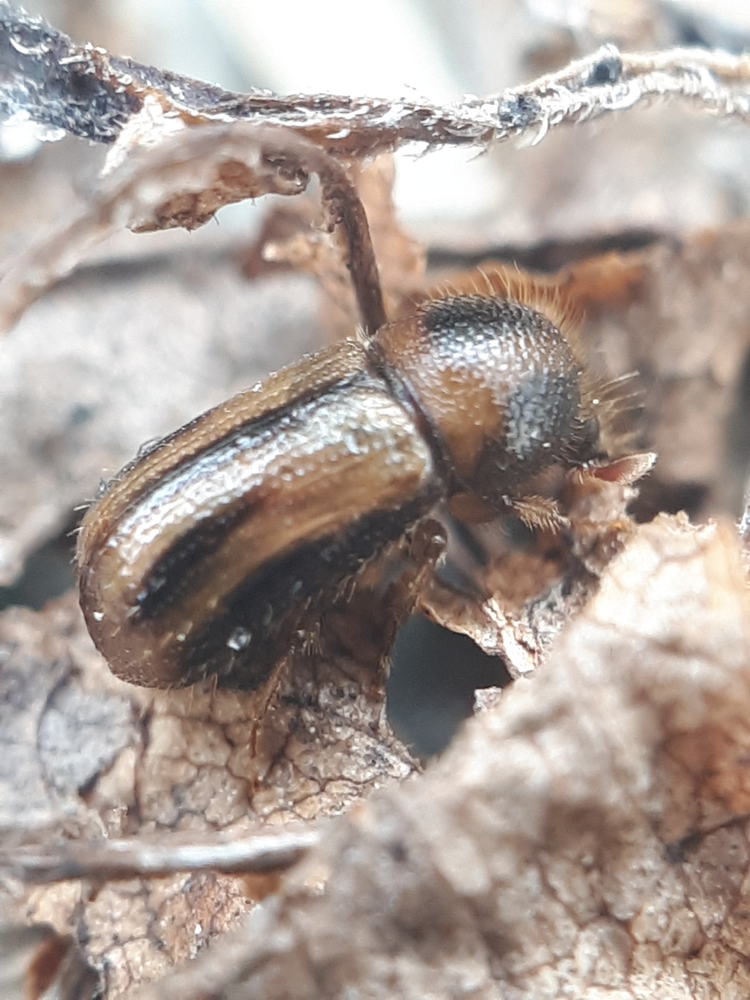 Trypodendron signatum (J.C.Fabricius, 1792)