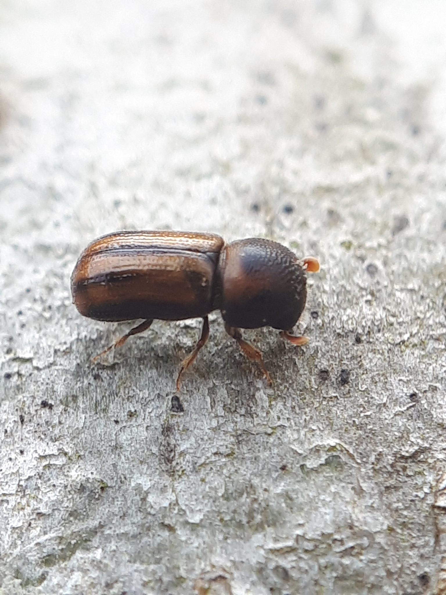 Trypodendron signatum (J.C.Fabricius, 1792)