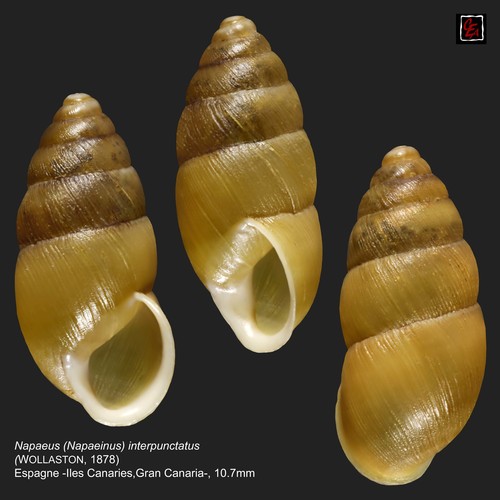 Napaeus interpunctatus · NaturaLista Colombia