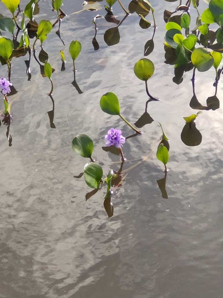 anchored water hyacinth from Departamento de Durazno, Uruguay on May 9 ...