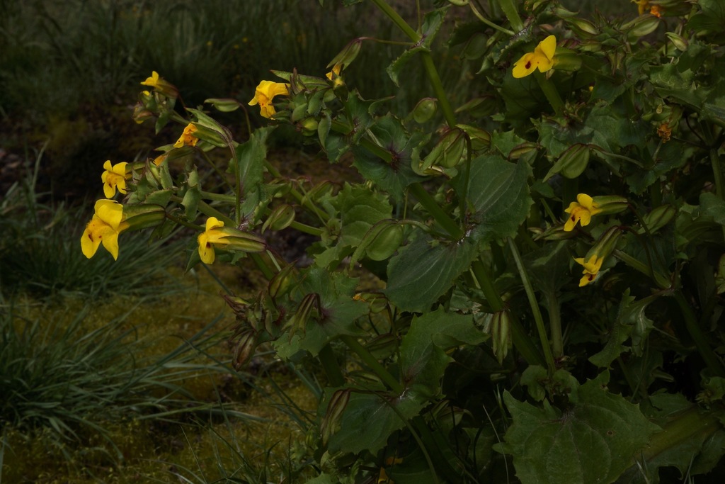 shy monkeyflower from Napa County, CA, USA on April 30, 2021 at 03:15 ...