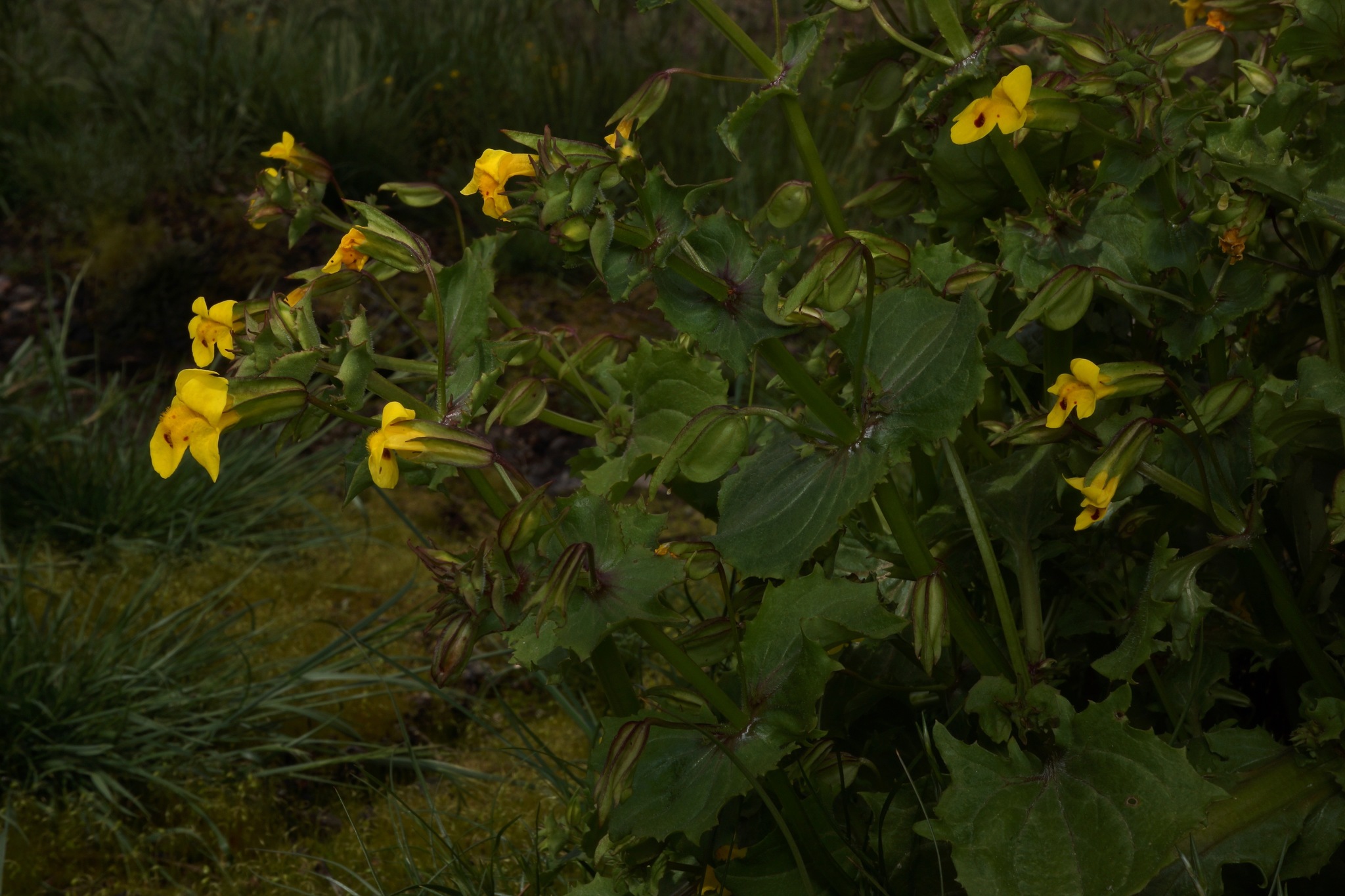 Mimulus Nasutus