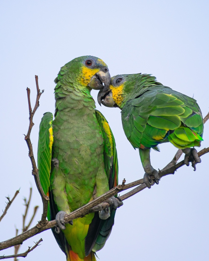 Orange-winged Parrot (Amazona amazonica) - Avian Discovery