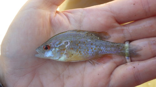 Orangespotted Sunfish (Wildlife and Wildflowers of Texas - Fish ...