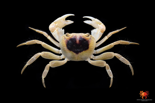 Little Nipper (Decapoda (crabs) of the British Indian Ocean Territory ...