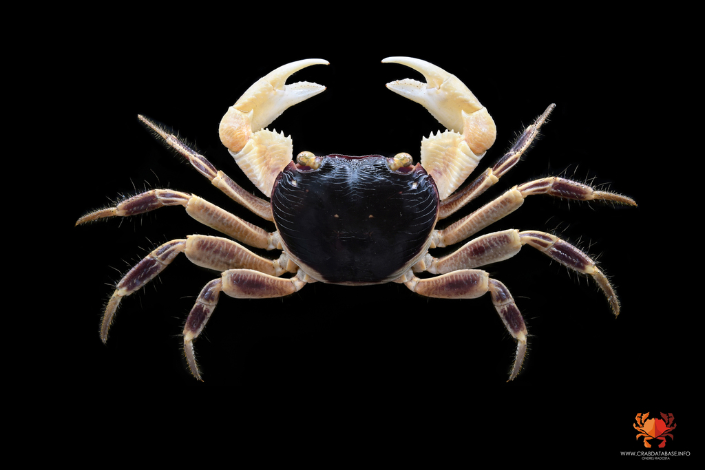 Little Nipper (Decapoda (crabs) of the British Indian Ocean Territory ...