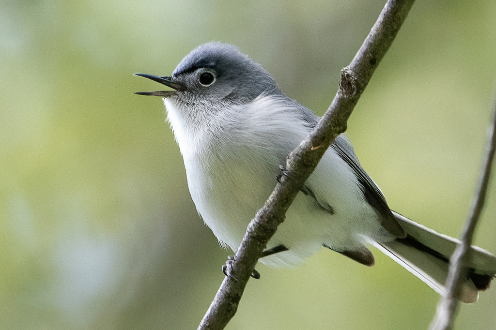 Blue-gray Gnatcatcher from Powhatan, Virginia, United States on May 08 ...