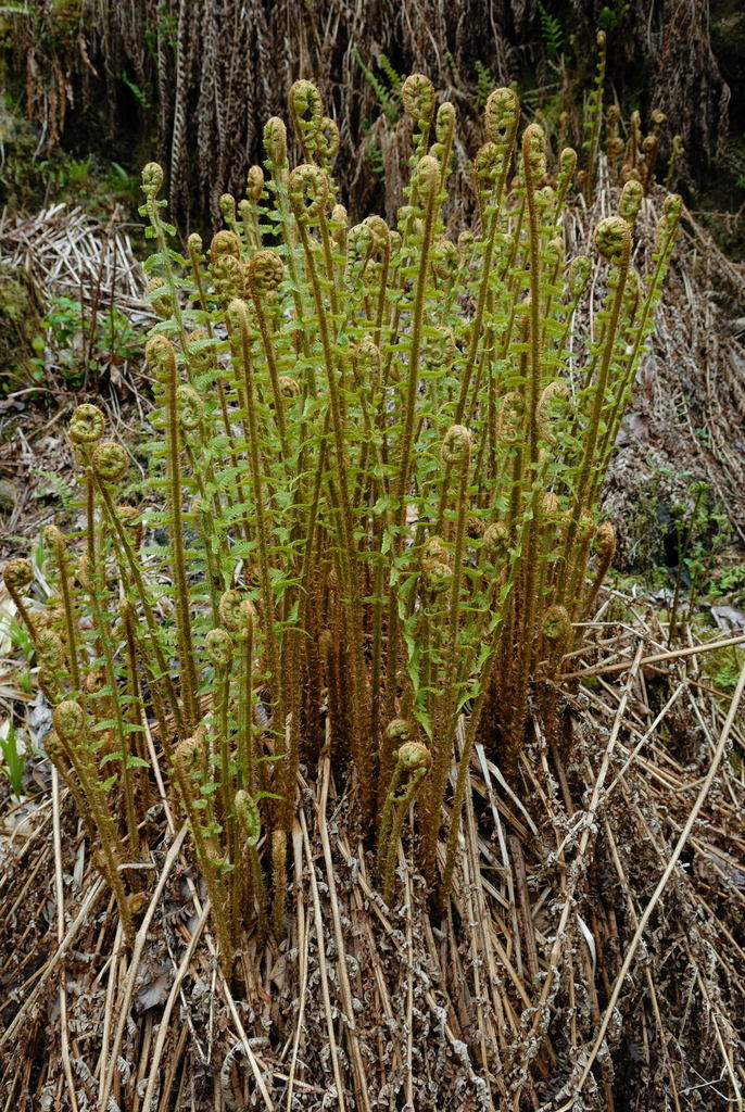 Scaly male fern (Dryopteris affinis) - Botanical Realm