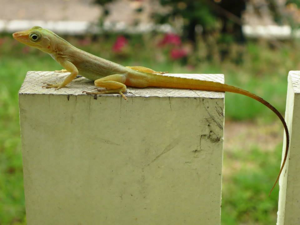 Saint Croix Anole from Princesse, St. Croix on April 7, 2014 at 05:30 ...