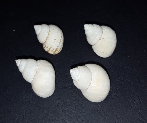 Bellamya bengalensis · iNaturalist