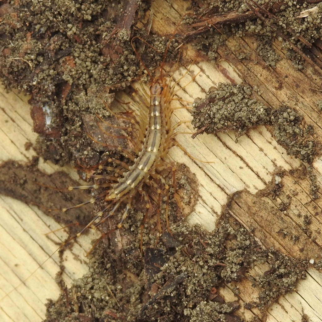 House Centipede from Culver City, CA, USA on May 10, 2021 at 10:19 AM ...