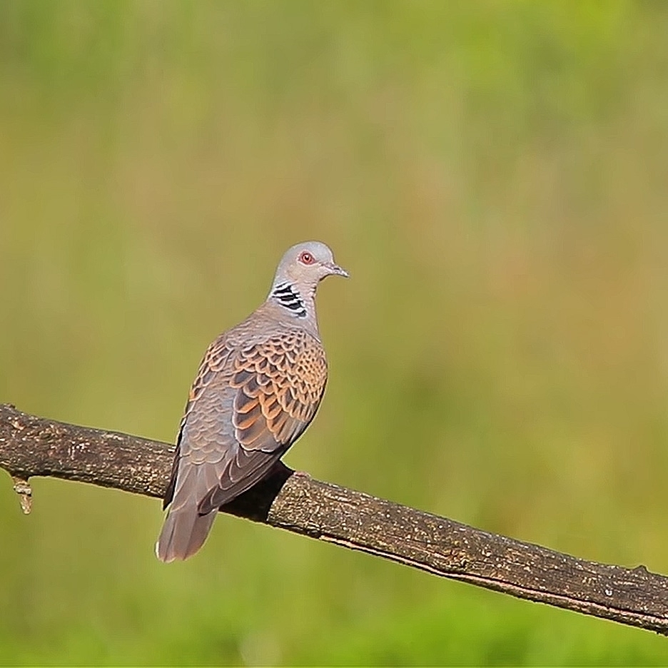 European Turtle-Dove from 285 06 Sázava, Česko on May 8, 2021 at 07:49 ...