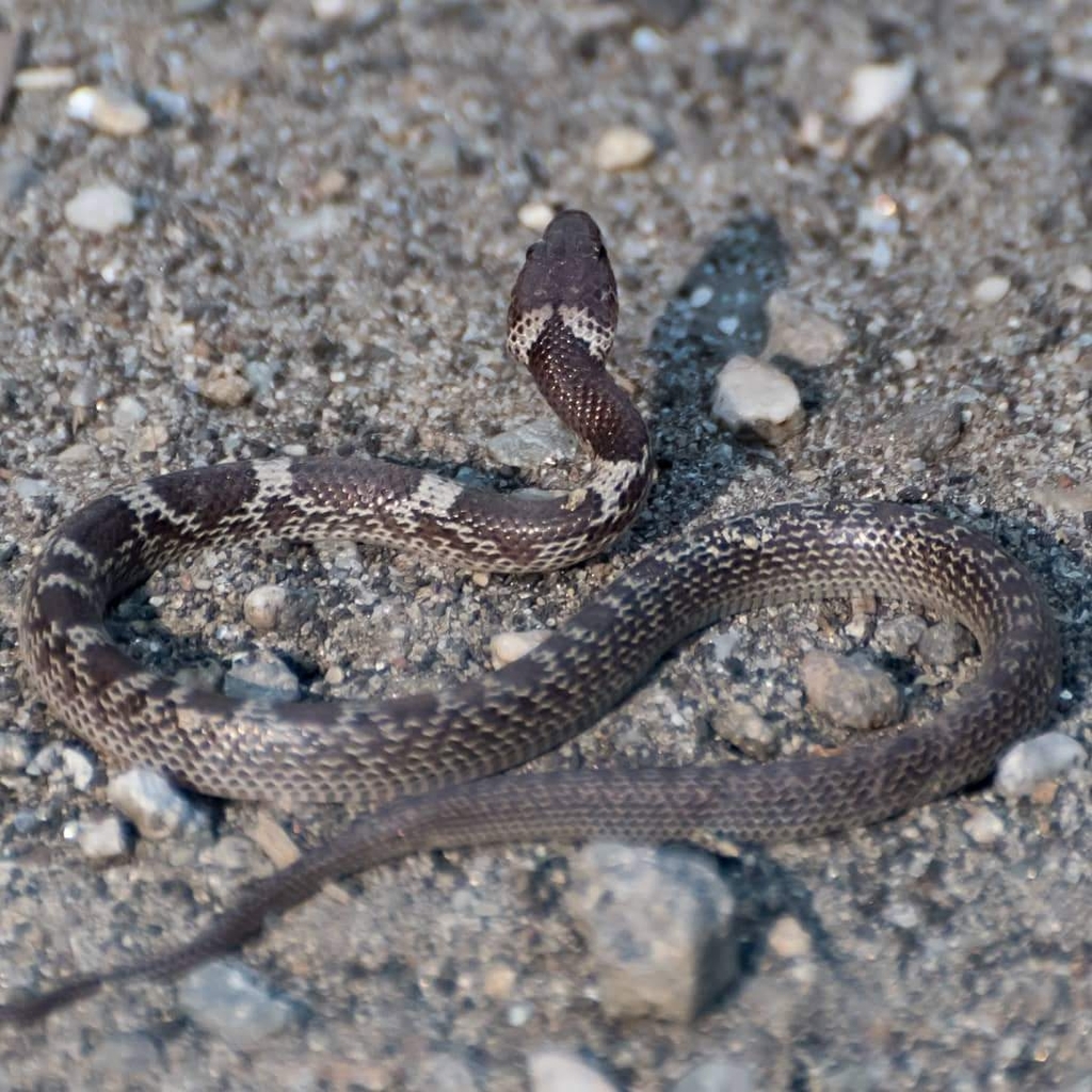Indian Wolf Snake from Shivakhola Adventure Camp on January 17, 2018 at ...