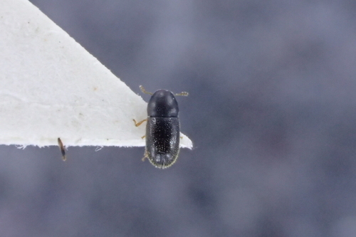 Sulcacis nitidus · iNaturalist