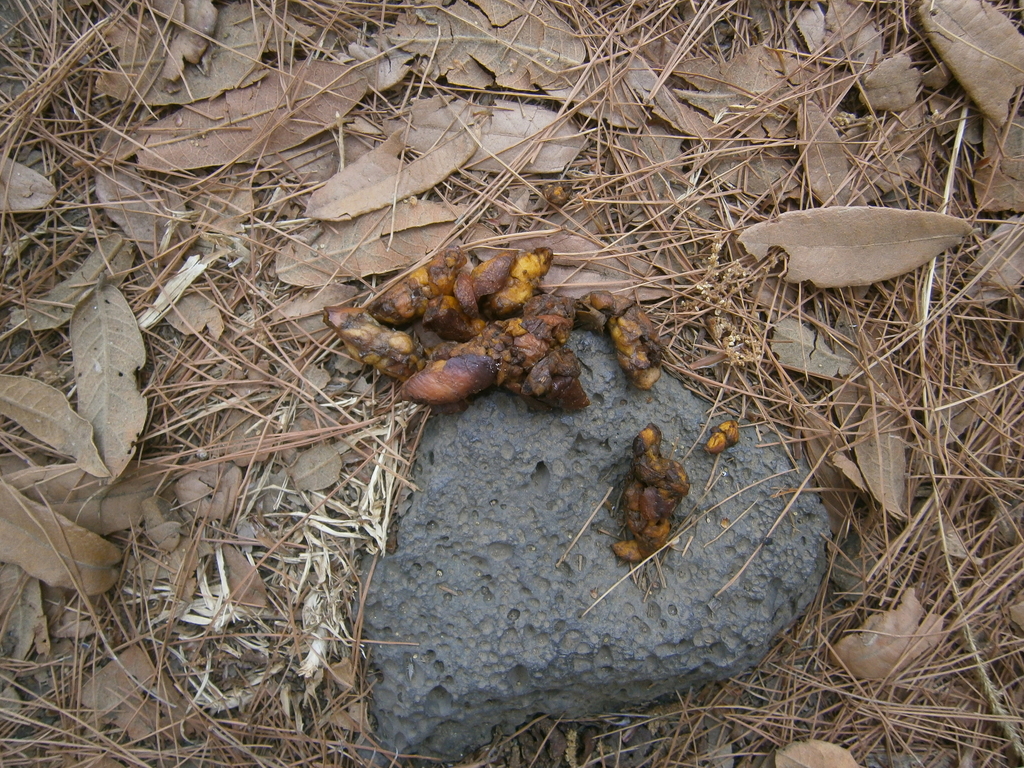 Ringtail in April 2021 by Karina Lagos Báez · iNaturalist