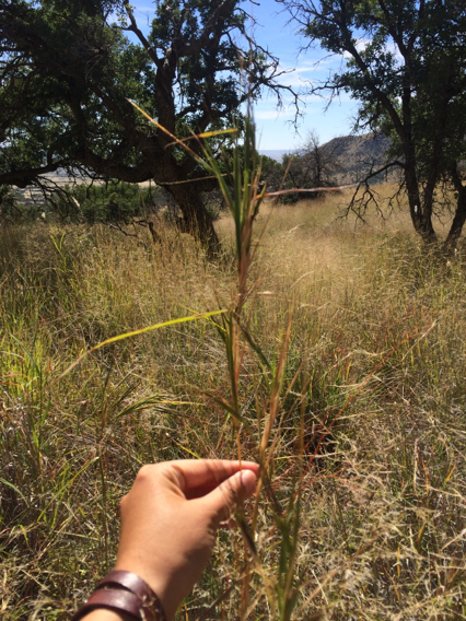 Sweet Tanglehead (Neotropical grasses) · iNaturalist