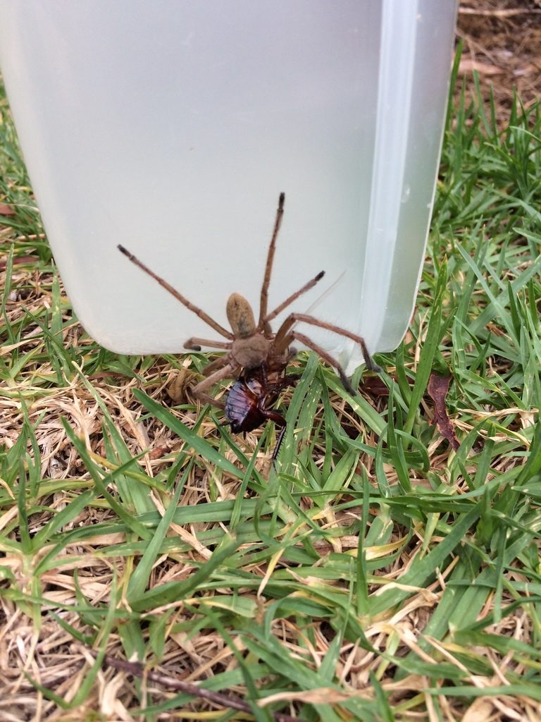 Social Huntsman Spider from Melbourne VIC, Australia on January 29 ...
