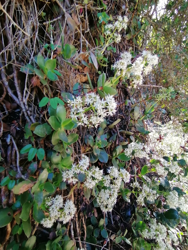 tailor's patch from Kaaimans River Cottage on May 9, 2021 at 12:15 PM ...