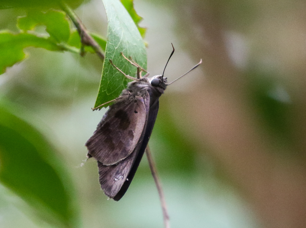 Hammock Skipper from Fort Zachary Taylor Historic State Park, Key West ...