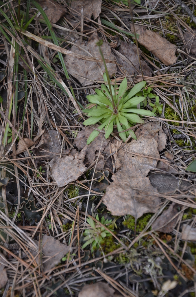pygmy-flower rock-jasmine from Серпуховский р-н, Московская обл ...