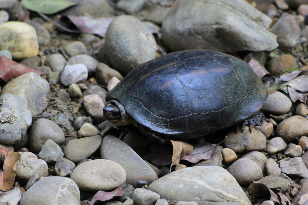 Indian Black Turtle in January 2019 by eugenio_101 · iNaturalist
