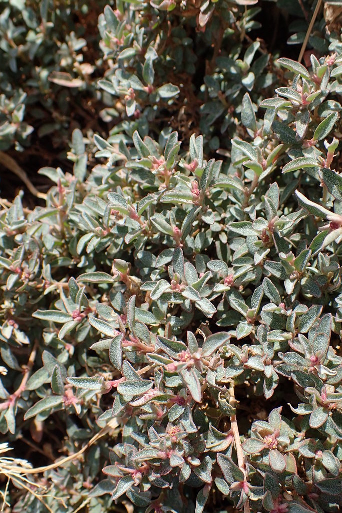 berry saltbush (Atriplex semibaccata) - Botanical Realm