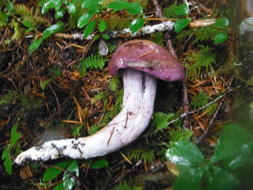 Thaxterogaster occidentalis · iNaturalist
