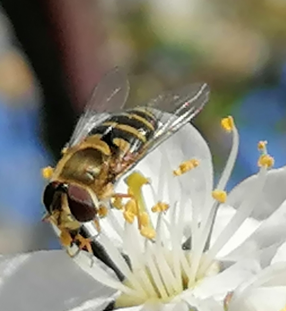 Common Flower Flies from щекавиця (кладовище) on May 10, 2021 at 04:05 PM by tetyanakuchma ...