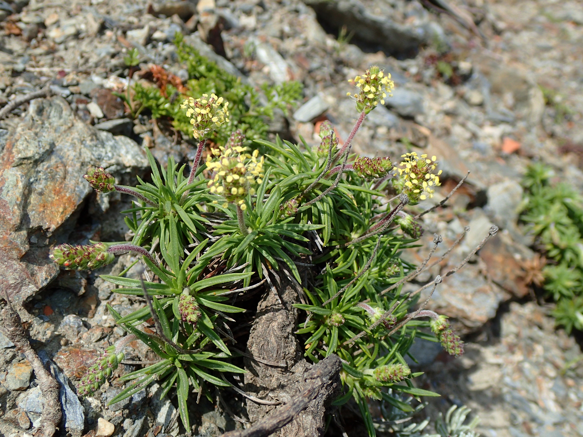 Plantago holosteum Scop.