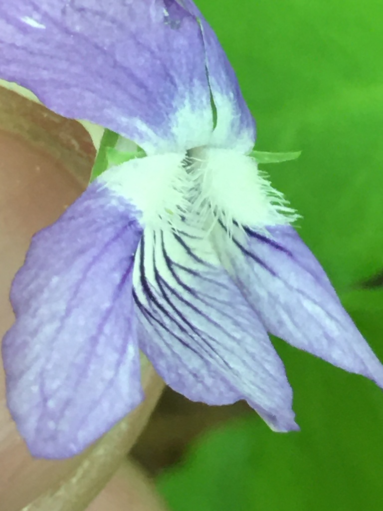 Labrador violet in May 2021 by Joey Shaw · iNaturalist