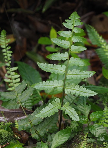 Variety Cornopteris decurrenti-alata pilosella · iNaturalist