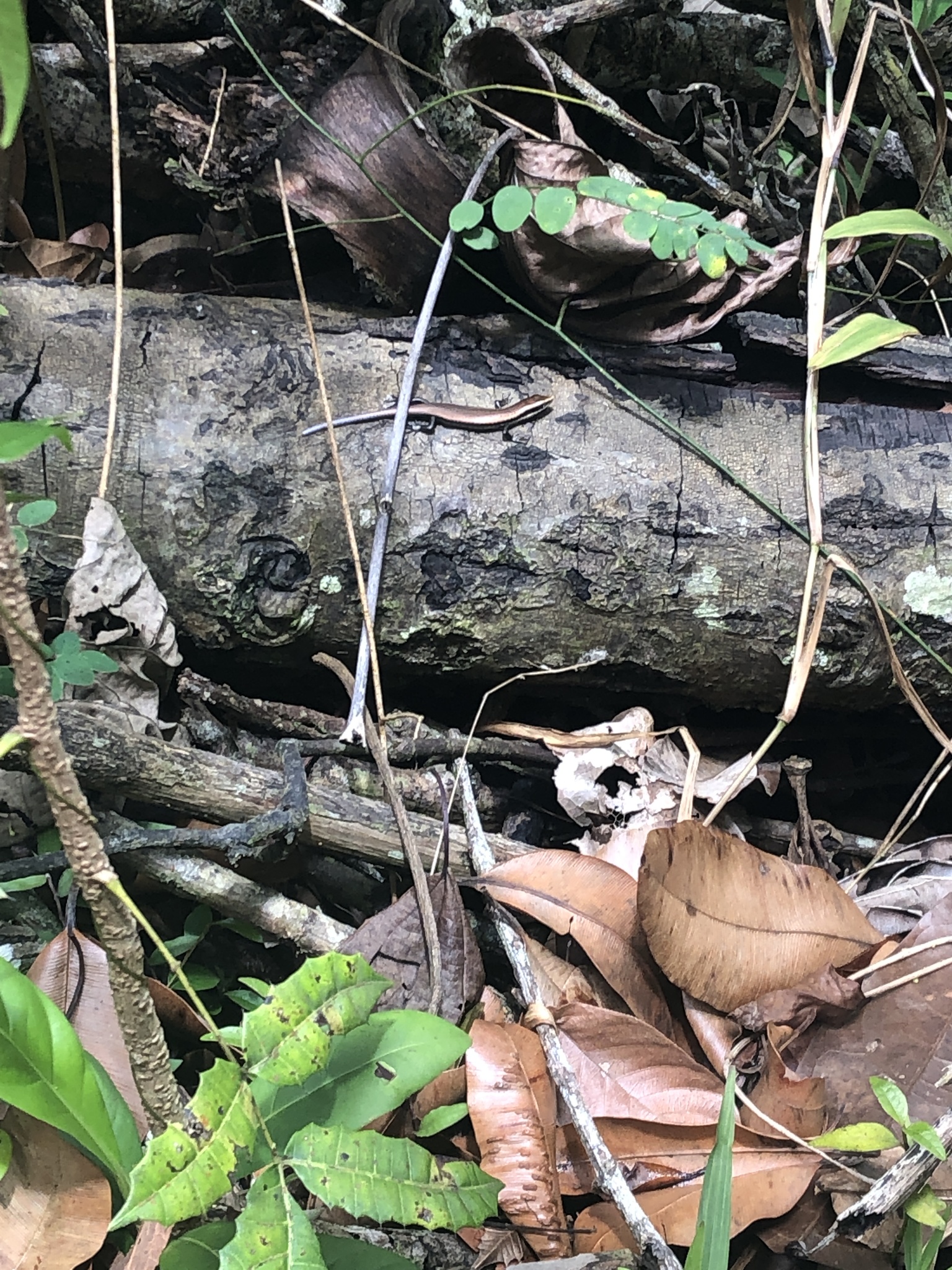 Spondylurus Fitzinger, 1826