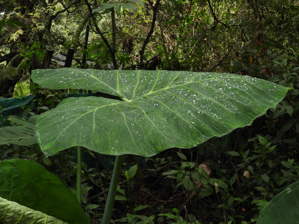 Arrowleaf Elephant's Ear from Santa Ana, Bello, Antioquia, Colombia on ...