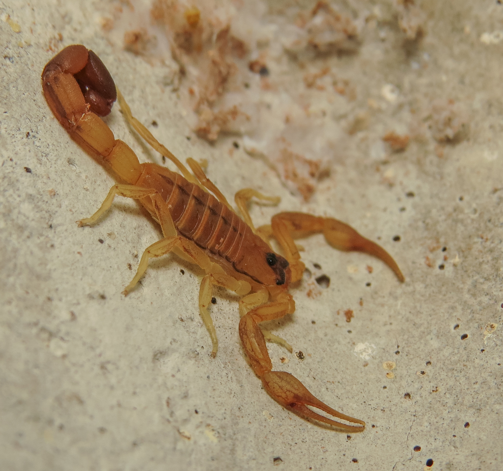 Physoctonus debilis from Cabaceiras - PB, Brasil on May 08, 2021 at 08: ...