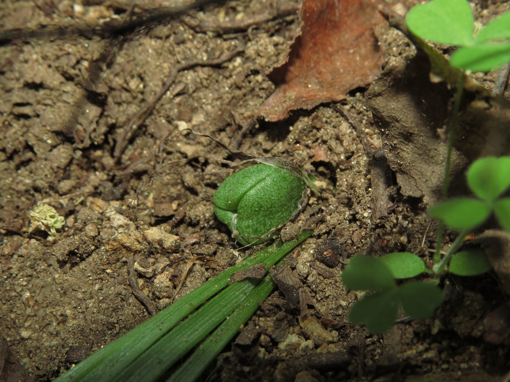 Miersia humilis from Chacabuco, Región Metropolitana de Santiago, Chile ...