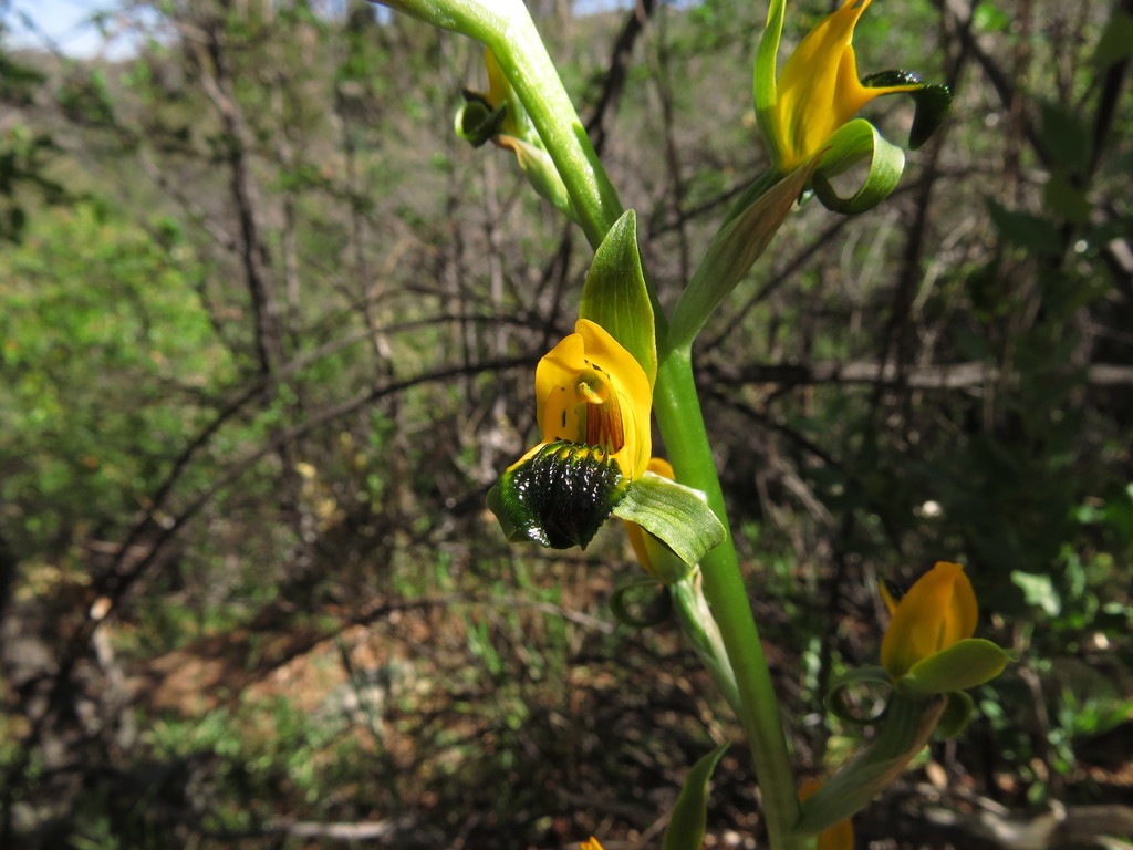 Chloraea disoides picta in October 2020 by Nicolás Lavandero. SN Cerro ...