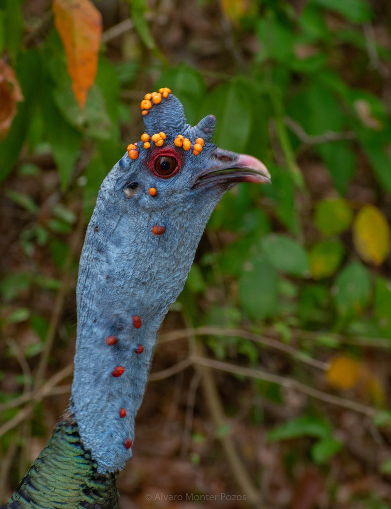 Ocellated Turkey from Calakmul, Camp., México on May 8, 2021 at 01:56 ...