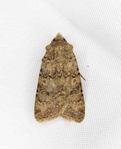 Euxoa scotogrammoides · iNaturalist