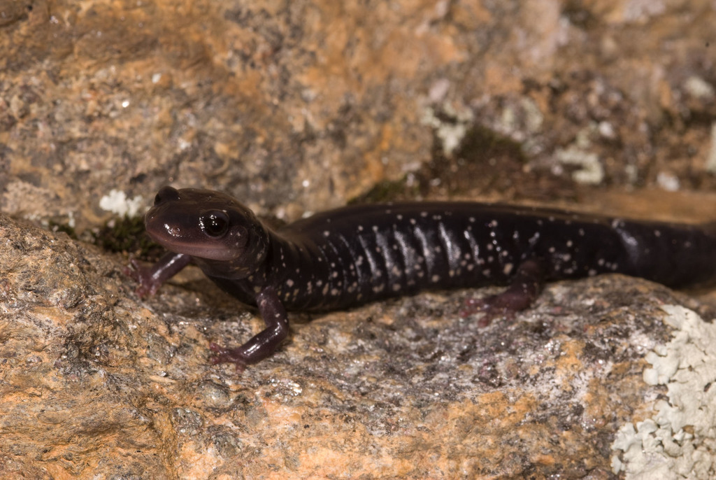 Southern Appalachian Salamander (Salamanders of Blount County Tennessee ...