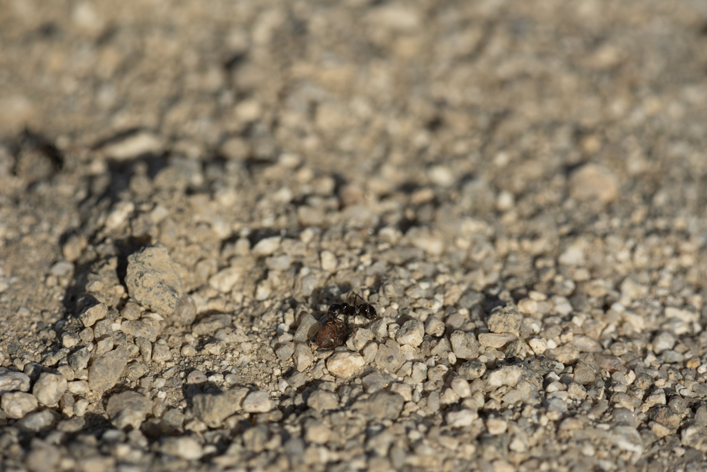 Veromessor pergandei from San Diego, California, United States on May ...