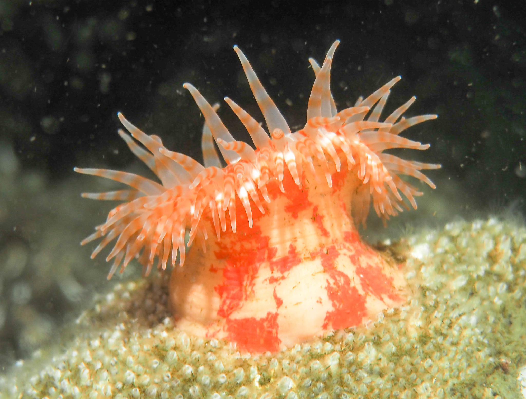 Stomphia coccinea (Müller, 1776)