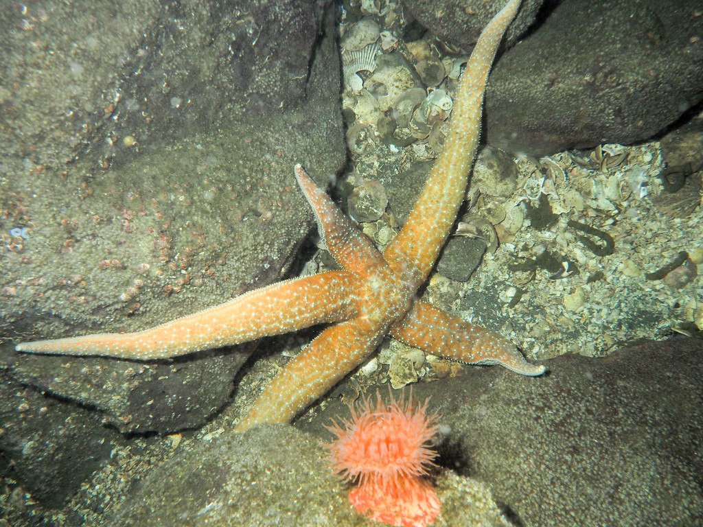 Mottled Star from Saltwater State Park Middle Reef, USA on May 03, 2021 ...