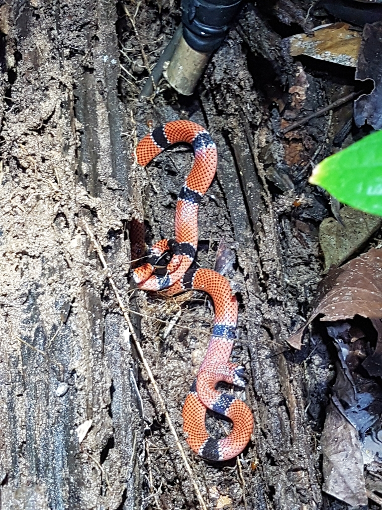 Antioquian Coralsnake (Micrurus dumerilii antioquiensis) - Snakes and ...