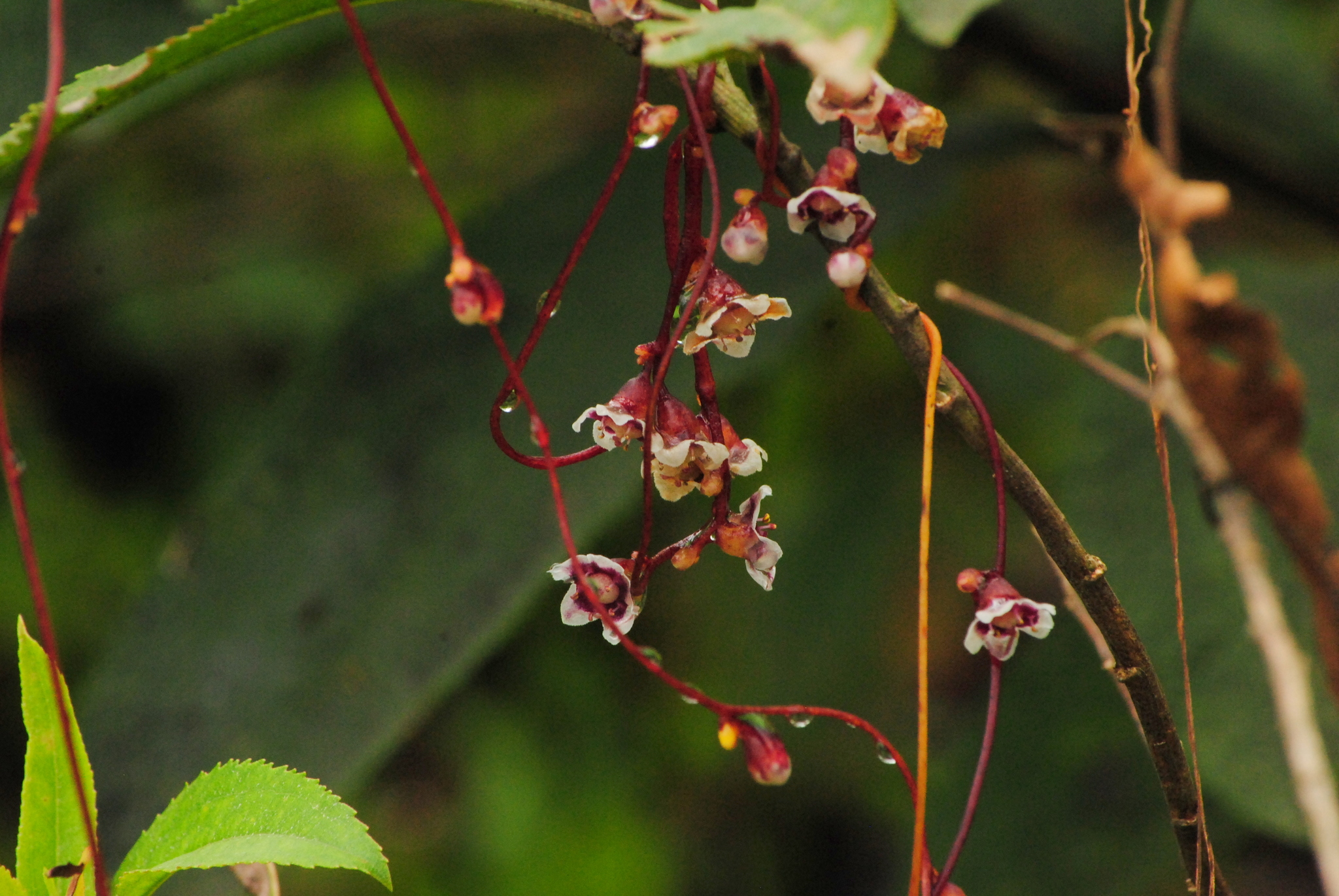 Cuscuta grandiflora Kunth