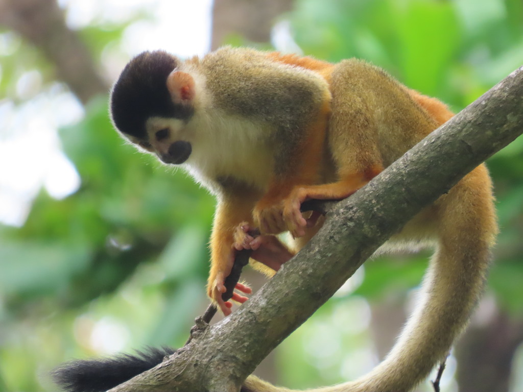 Black-crowned Central American squirrel monkey (Saimiri oerstedii ...