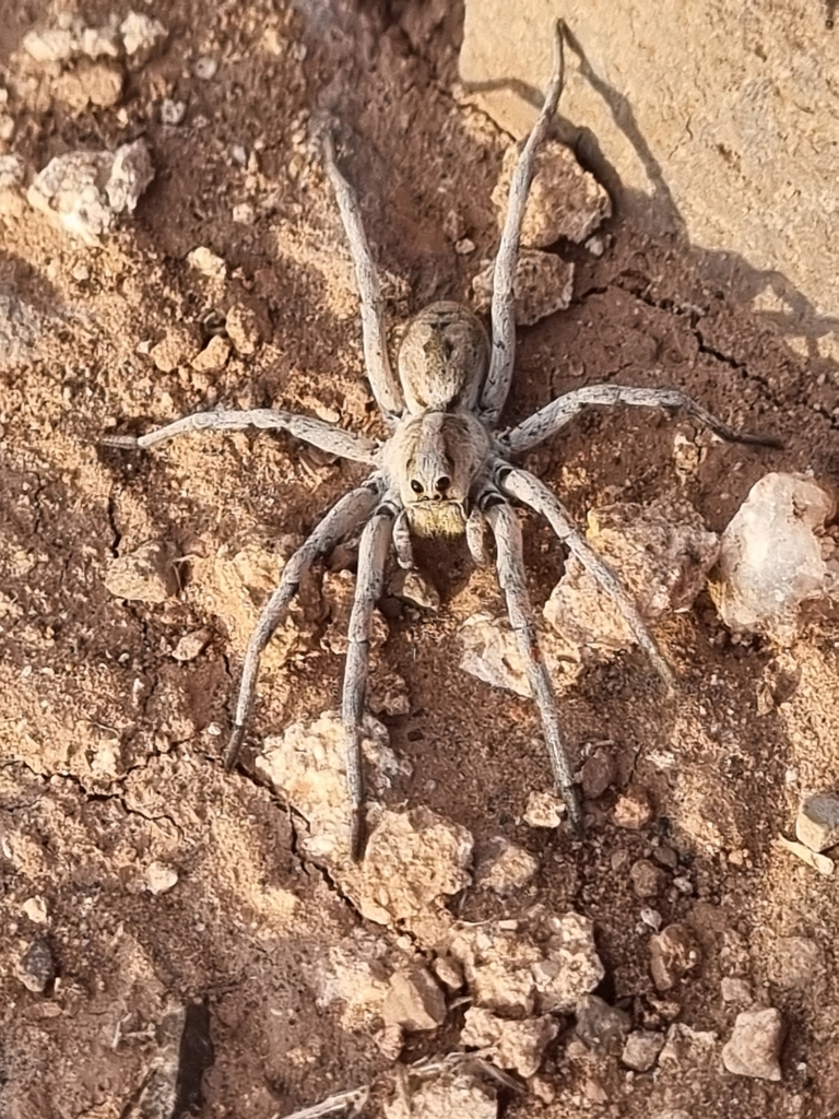 Burrow-living Wolf Spiders from Chihuahua, Chih., México on May 10 ...