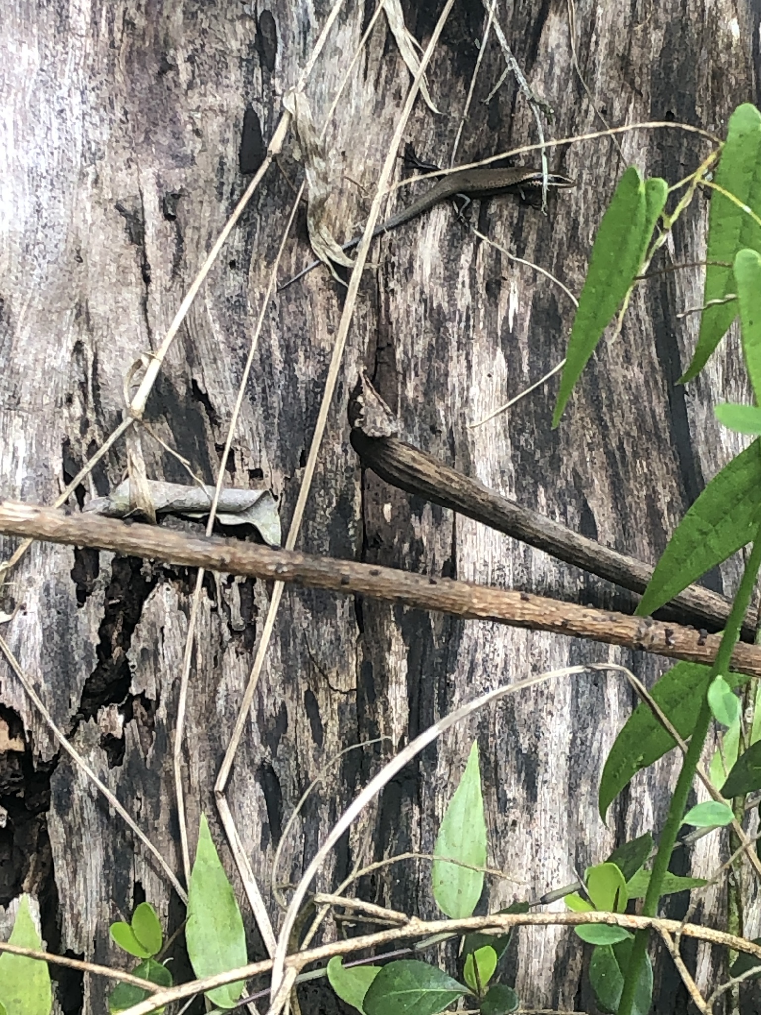 Spondylurus Fitzinger, 1826